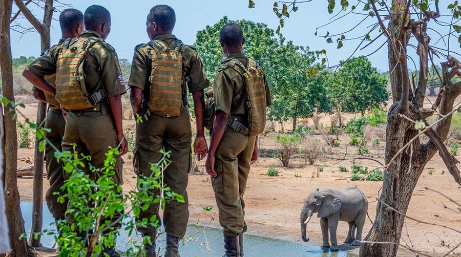 Harvard Animal Law Week 2021 - Harvard Law School - ALPP