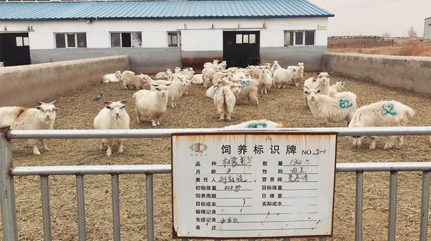 Opportunities for the Progression of Farm Animal Welfare in China ...