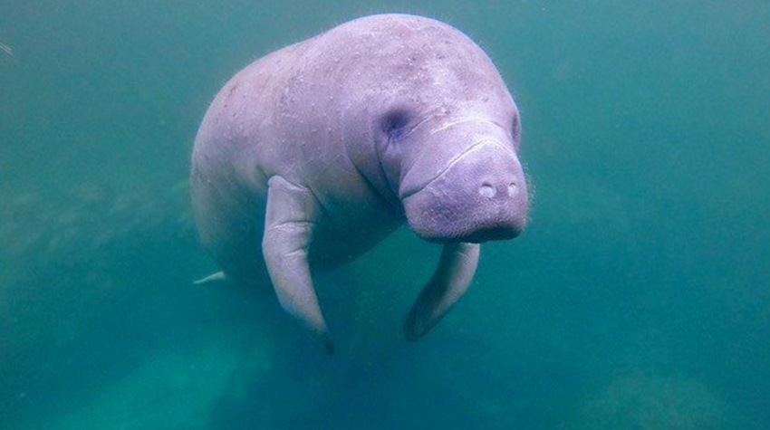 Manatees Move Toward Restored Endangered Species Safeguards - Harvard ...
