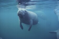 Manatees Move Toward Restored Endangered Species Safeguards - Harvard ...