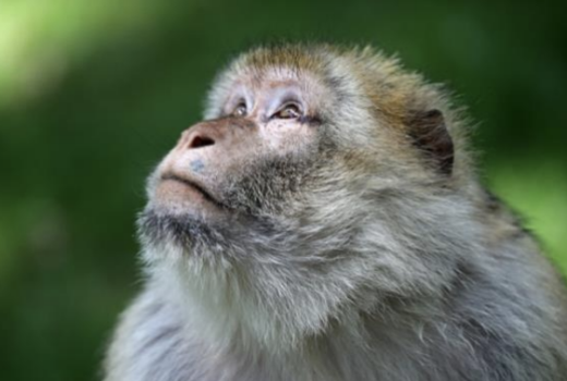 Animal Law & Policy Program | Harvard Law School