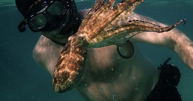 Oscar Win Highlights the Need to Protect Octopuses - Harvard Law School ...