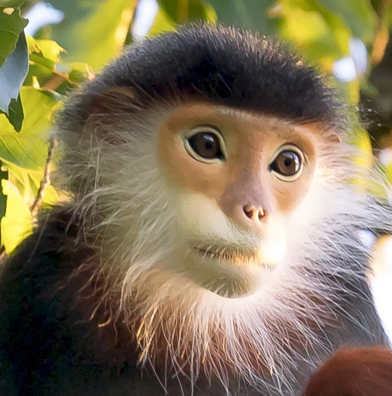 Constitutional Court of Ecuador Recognizes Animal Rights in Landmark ...