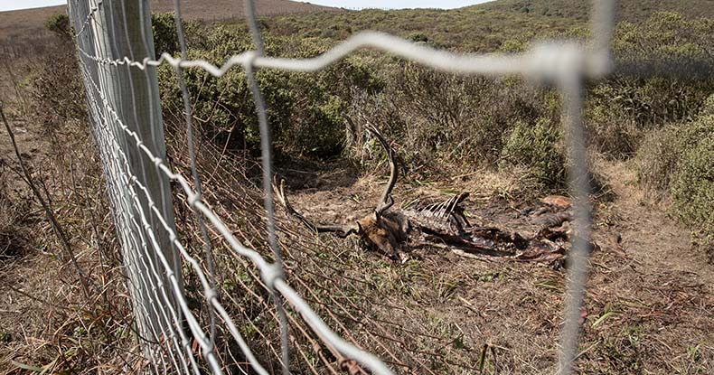 Clinic Sues National Park Service Over Failure to Protect Tule Elk ... Clinic Sues National Park Service Over Failure to Protect Tule Elk ...