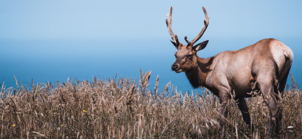 2019-2020 Year In Review | Animal Law & Policy Program | Harvard Law